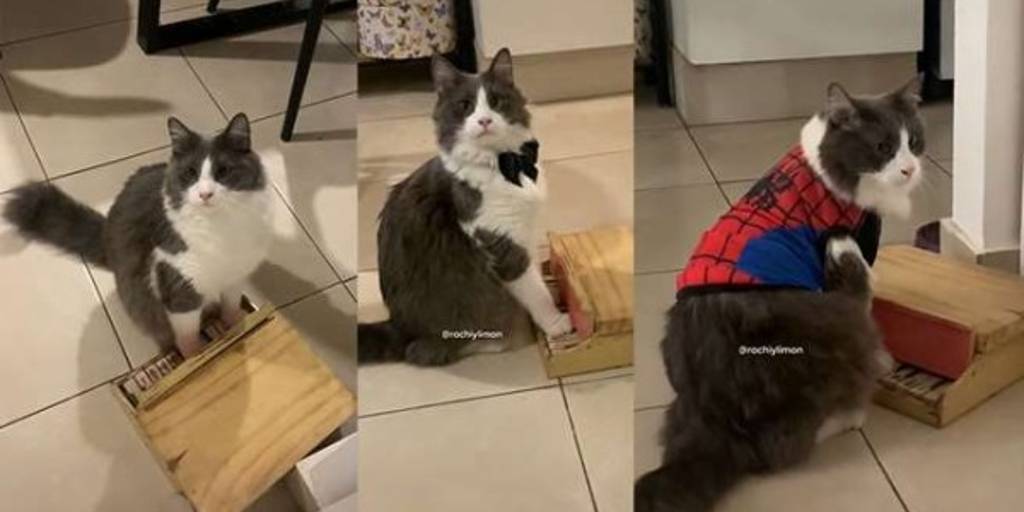 Limón, el gato argentino que toca piano cautiva en TikTok