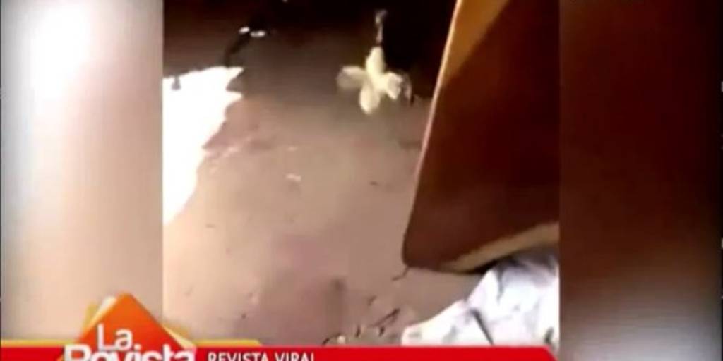 ¿Malcriado?: Mira cómo este pollito 'desafía' a mamá gallina