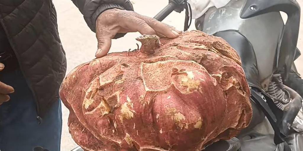 “Parecía que era una piedra”: Cosechan un camote de más de 8 kilos en ...