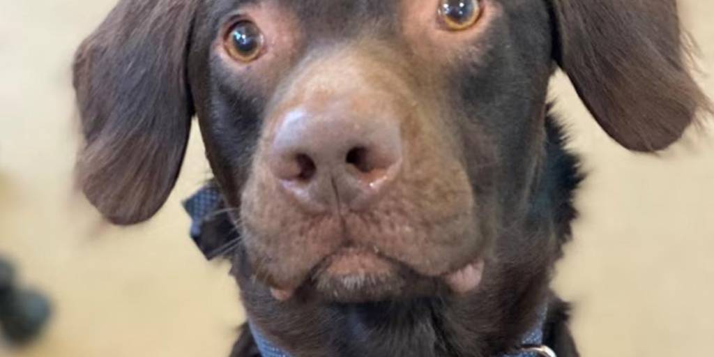 Coco: La impactante historia del perro que tuvo que ser tratado por su ...