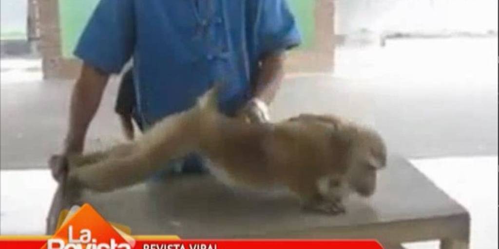 La Revista Viral: Impresionante, mira a este mono ponerse en forma