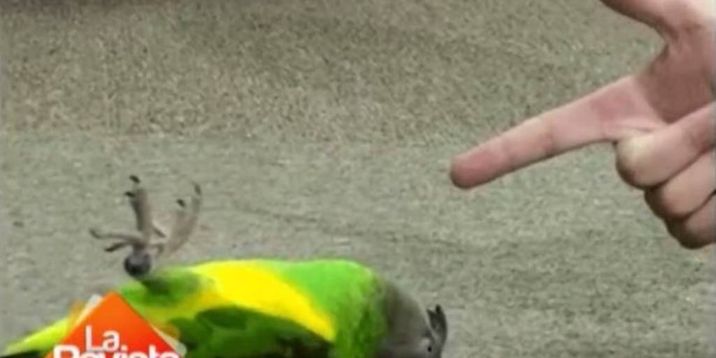 Revista Viral: Este pequeño loro no habla, pero ¡sí que sabe actuar!