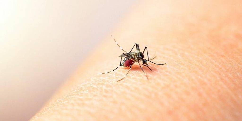 Perú Extiende Estado De Emergencia A 20 Regiones Por Brote De Dengue