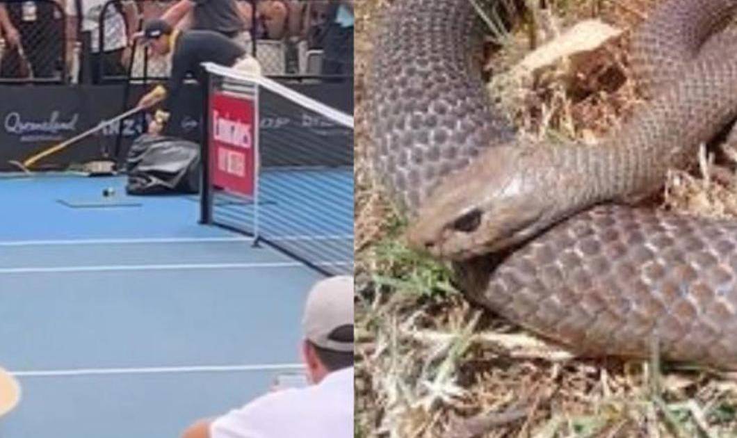 ¡Insólito! Una serpiente interrumpe un partido del torneo ATP de Brisbane
