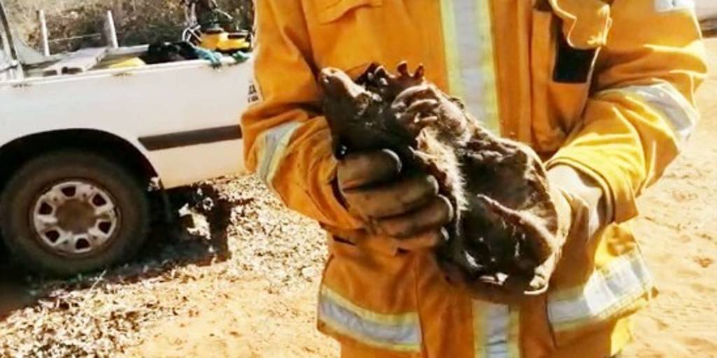 Mira al pejichi 'bebé' que escapaba de un incendio en Tucabaca