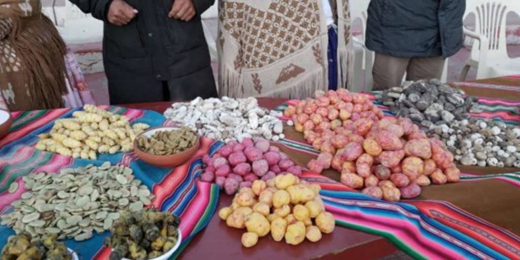 Comunarios de Batallas son destacados por su producción de papa, chuño ...