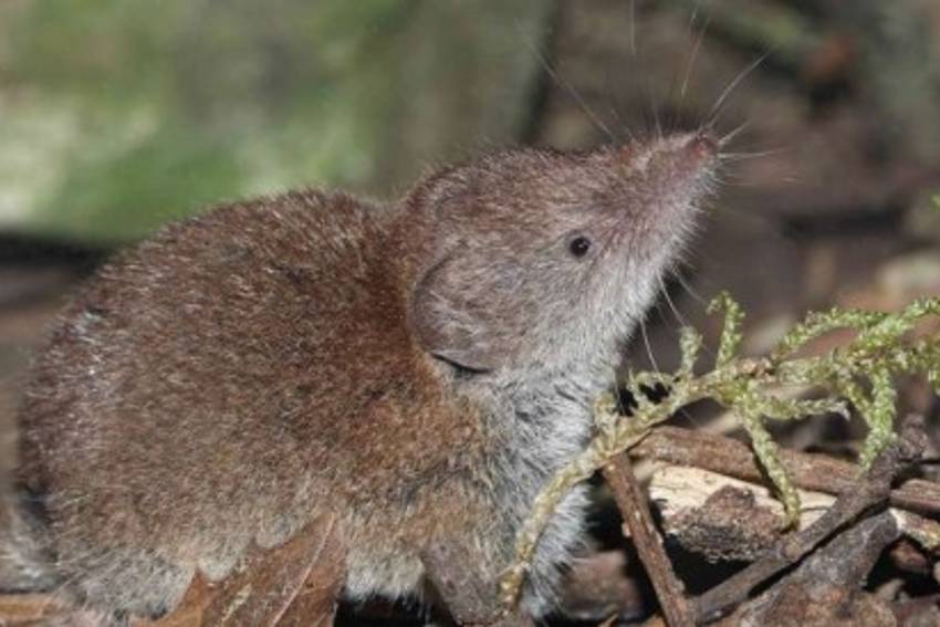 ¿Cómo es la musaraña?, el animal sospechoso de transmitir el temible ...