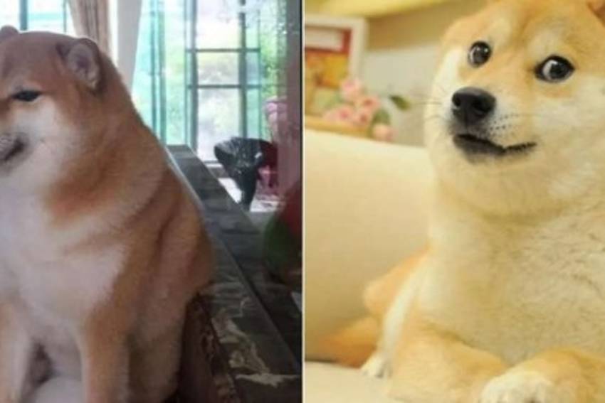 Balltze, el famoso perrito de los memes está enfermo ¿Qué tiene?