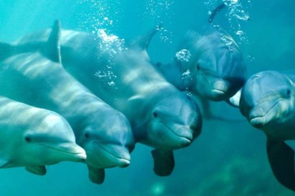 Rusia utiliza delfines militares entrenados para proteger su base naval ...