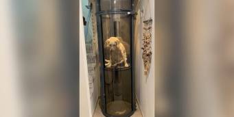 Conozca la emotiva historia de Jack, el ‘perro abuelo’ que padece ...