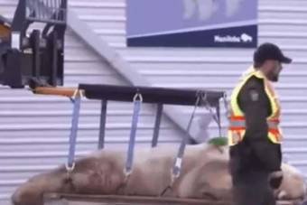 La triste historia de Joey, un oso pardo albino que llevaron al Polo ...