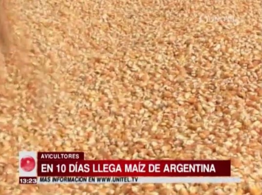 Avicultores señalan que dentro de diez días llegará maíz desde Argentina