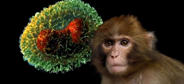 Qué es la viruela del simio y qué riesgo significa para el ser humano
