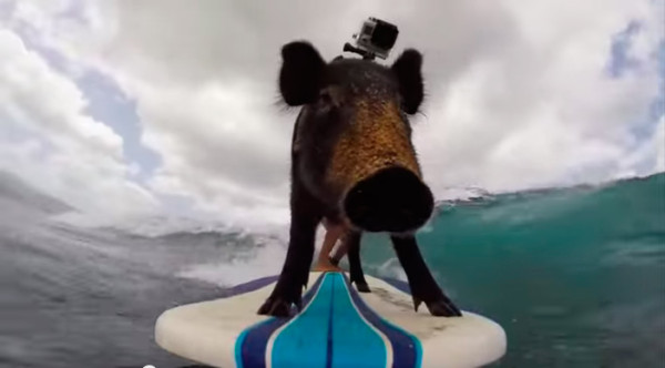 Video del famoso cerdo surfista llamado Kama, se vuelve viral en las ...