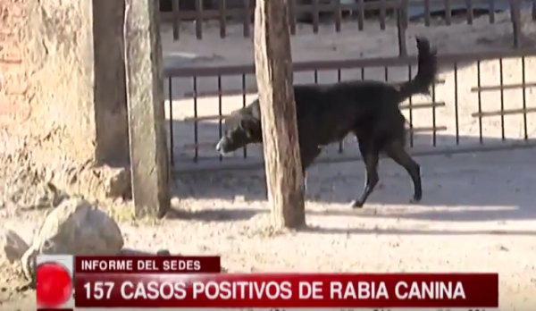 Sedes confirma 157 casos de rabia canina y piden habilitar la perrera