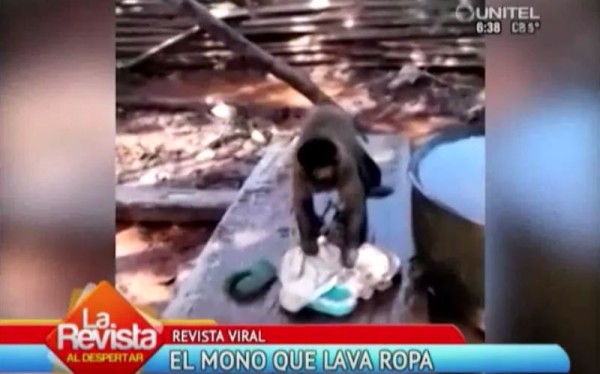 Revista Viral: ¿No sabes lavar ropa? Este monito te puede enseñar