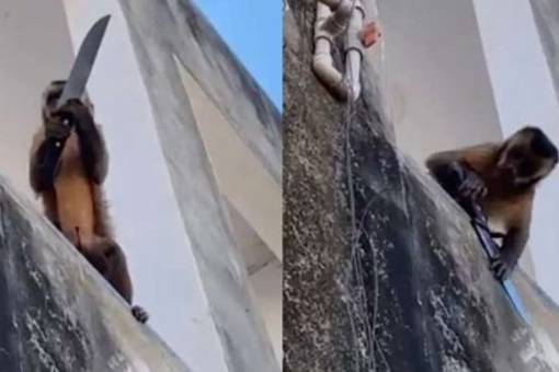 “Más peligroso que mono con navaja”: cuando la realidad supera al ...