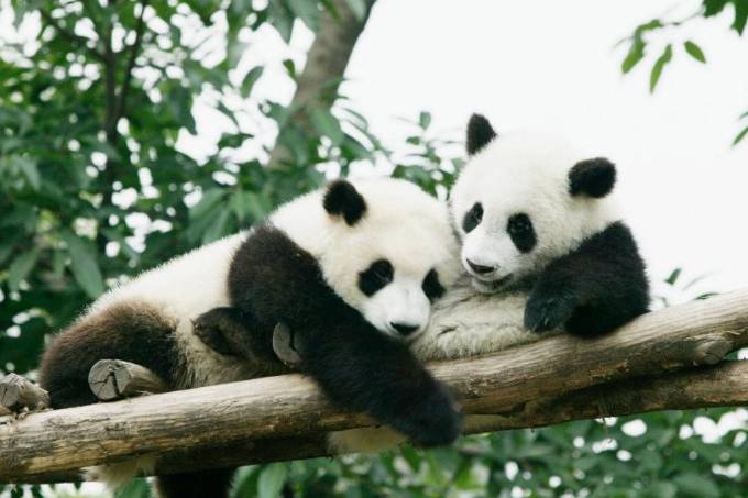 China regala a Qatar dos pandas gigantes con motivo del Mundial de fútbol