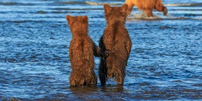 Fotógrafo captura el momento en que dos osos bebés se toman de las ...