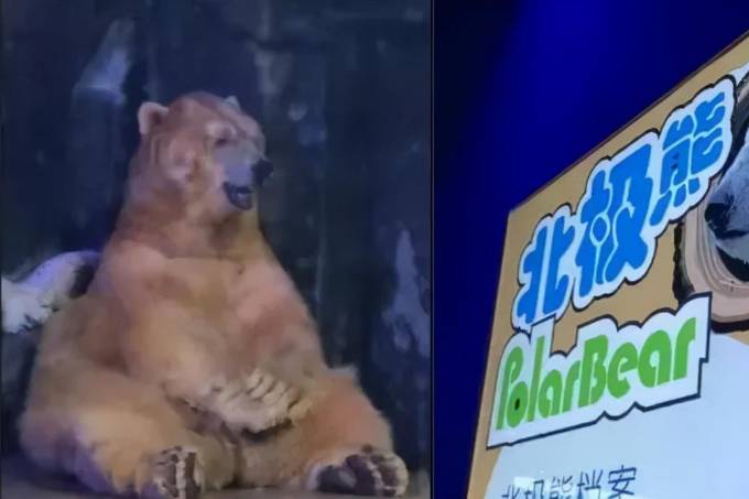 La triste historia de Joey, un oso pardo albino que llevaron al Polo ...