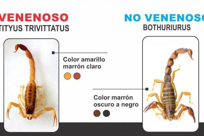 Alacranes: ¿cómo identificar los venenosos y los inofensivos?
