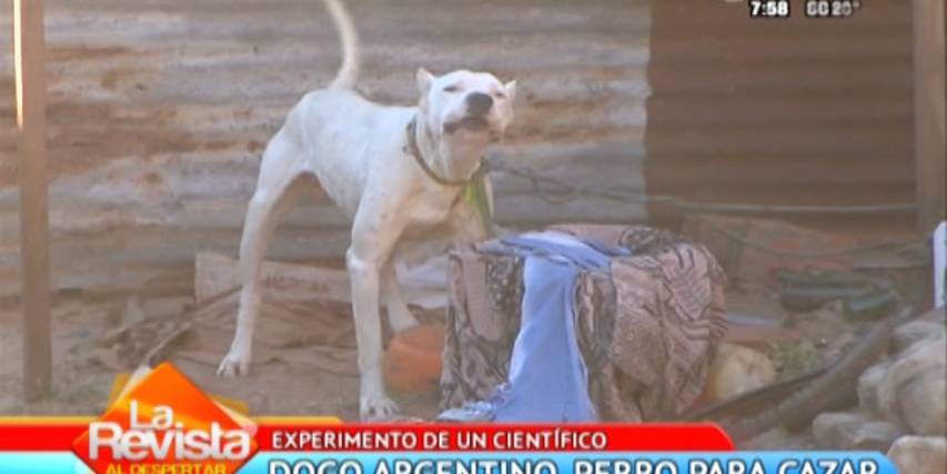 “El perro que mordió al niño también es una víctima”