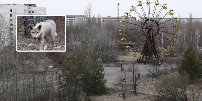 ¡Impresionante! Lobos “mutantes” que deambulan en Chernobyl se ...
